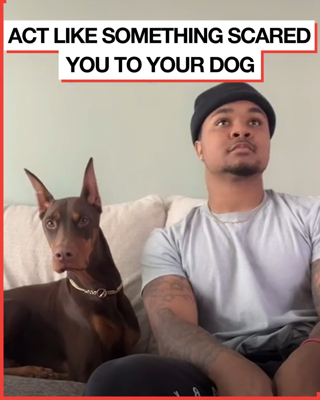  My Dog Never Falls For My Pranks 