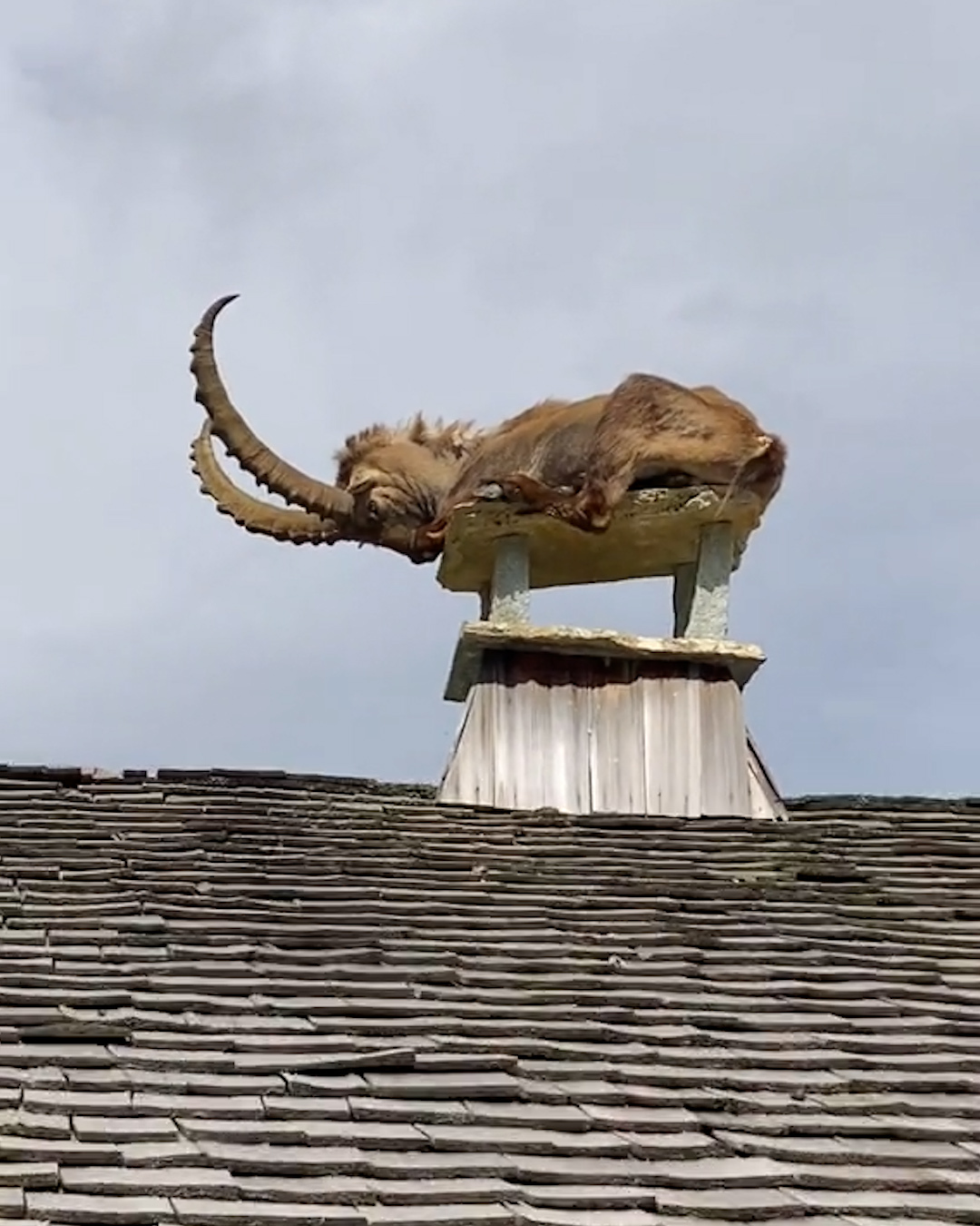 Goat loves chilling on the roof
