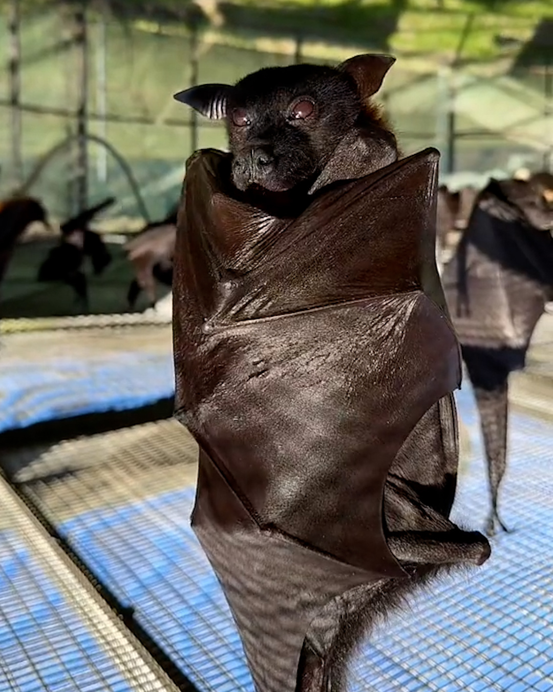 Behind The Scenes at a bat sanctuary