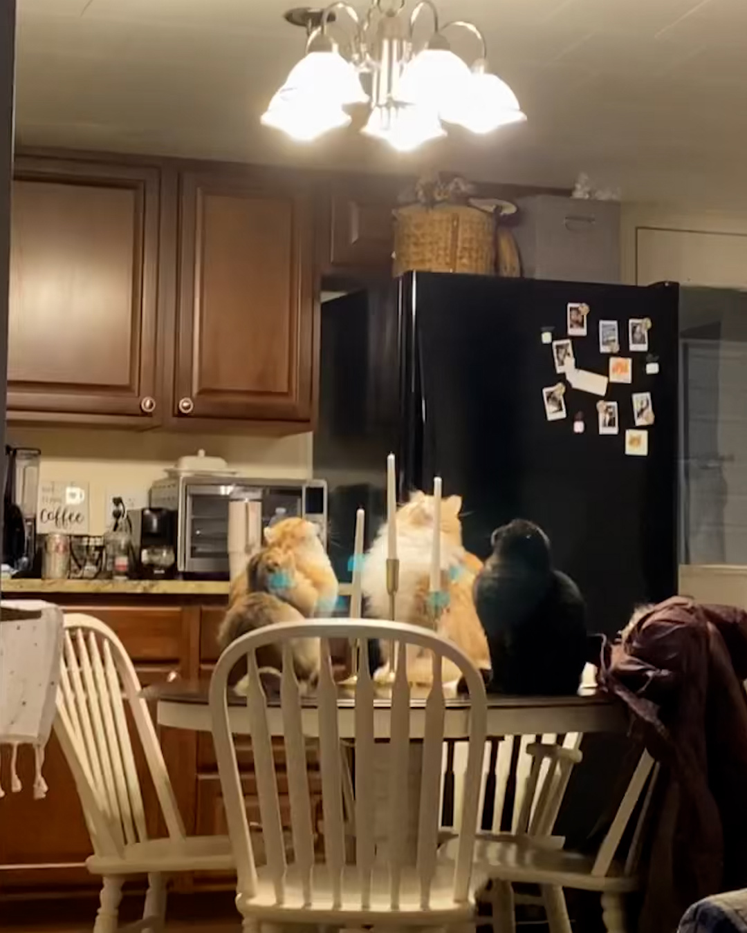 'I think my cats are conducting a seance...'