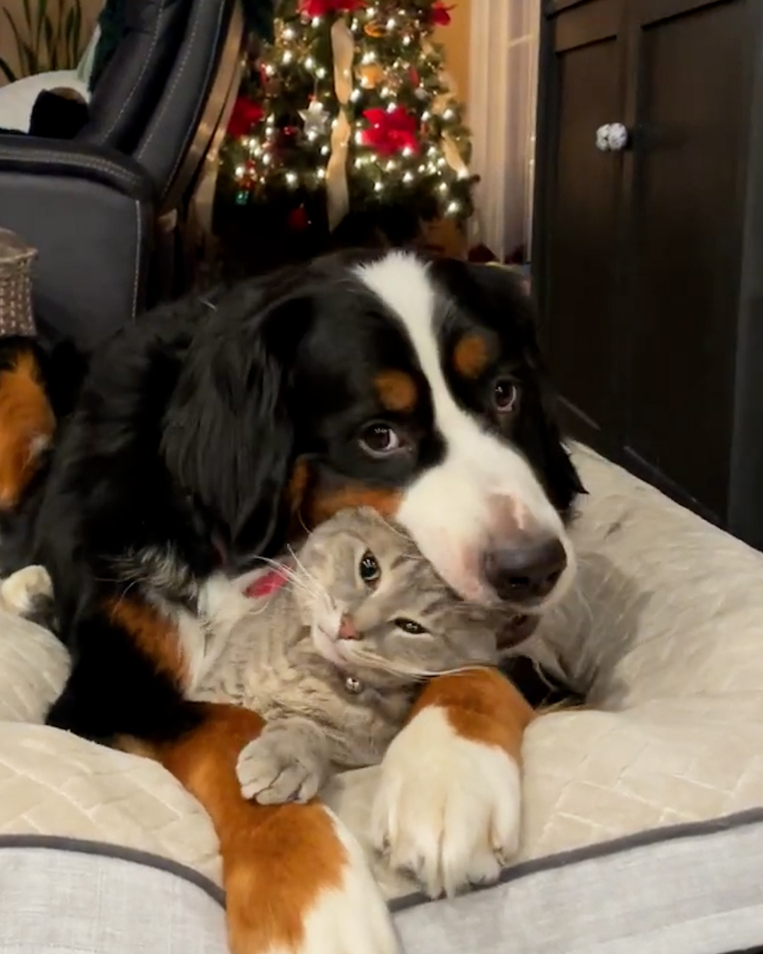 Dog absolutely loves his pet cat