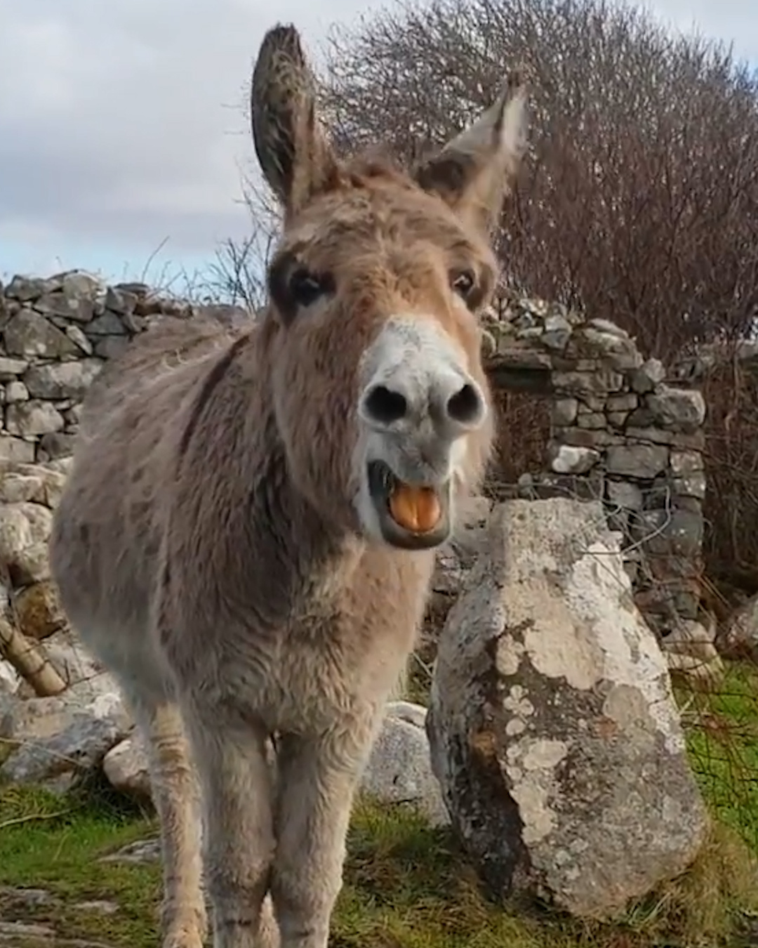 Singing Donkey Stuns Passerby