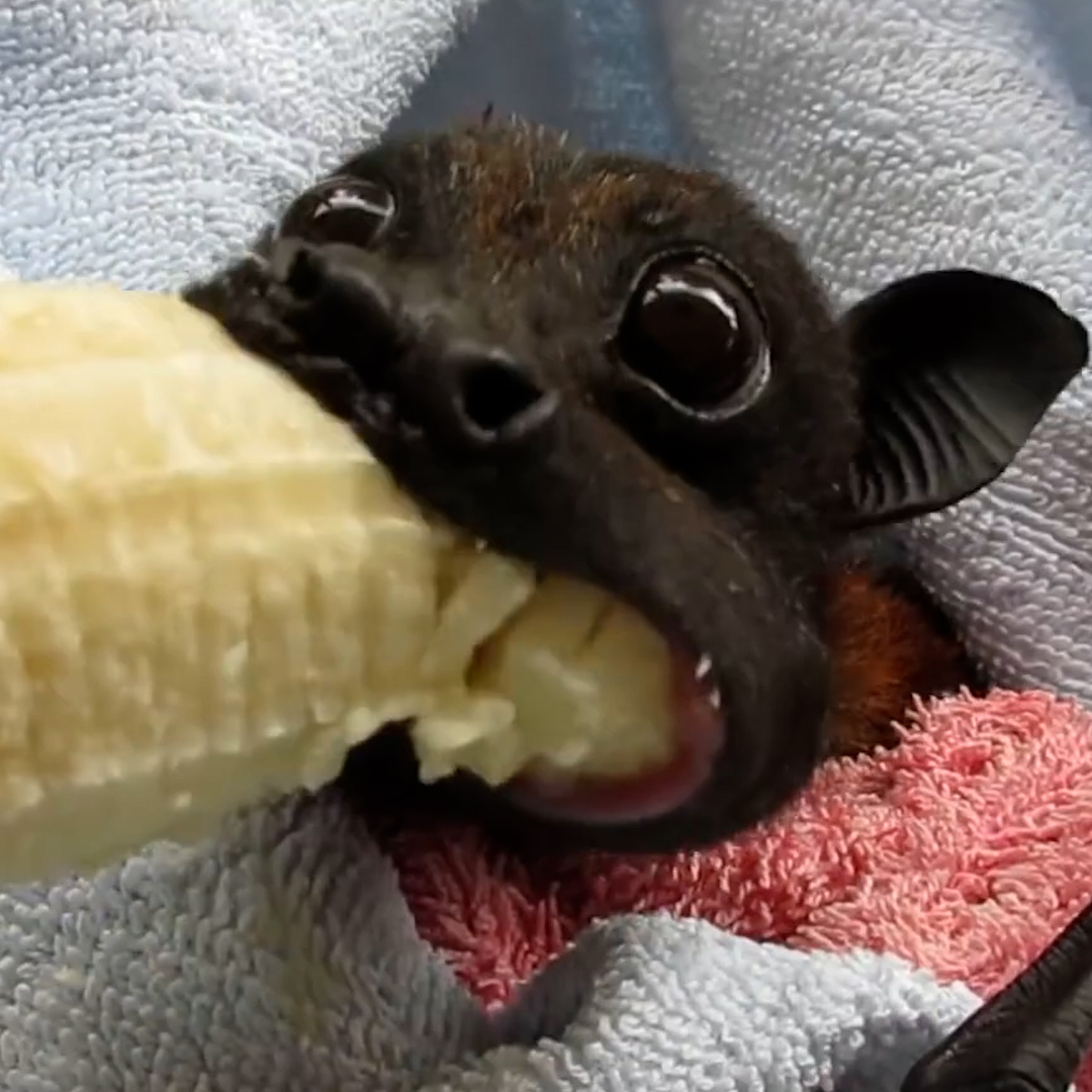 Rescued bat eat banana