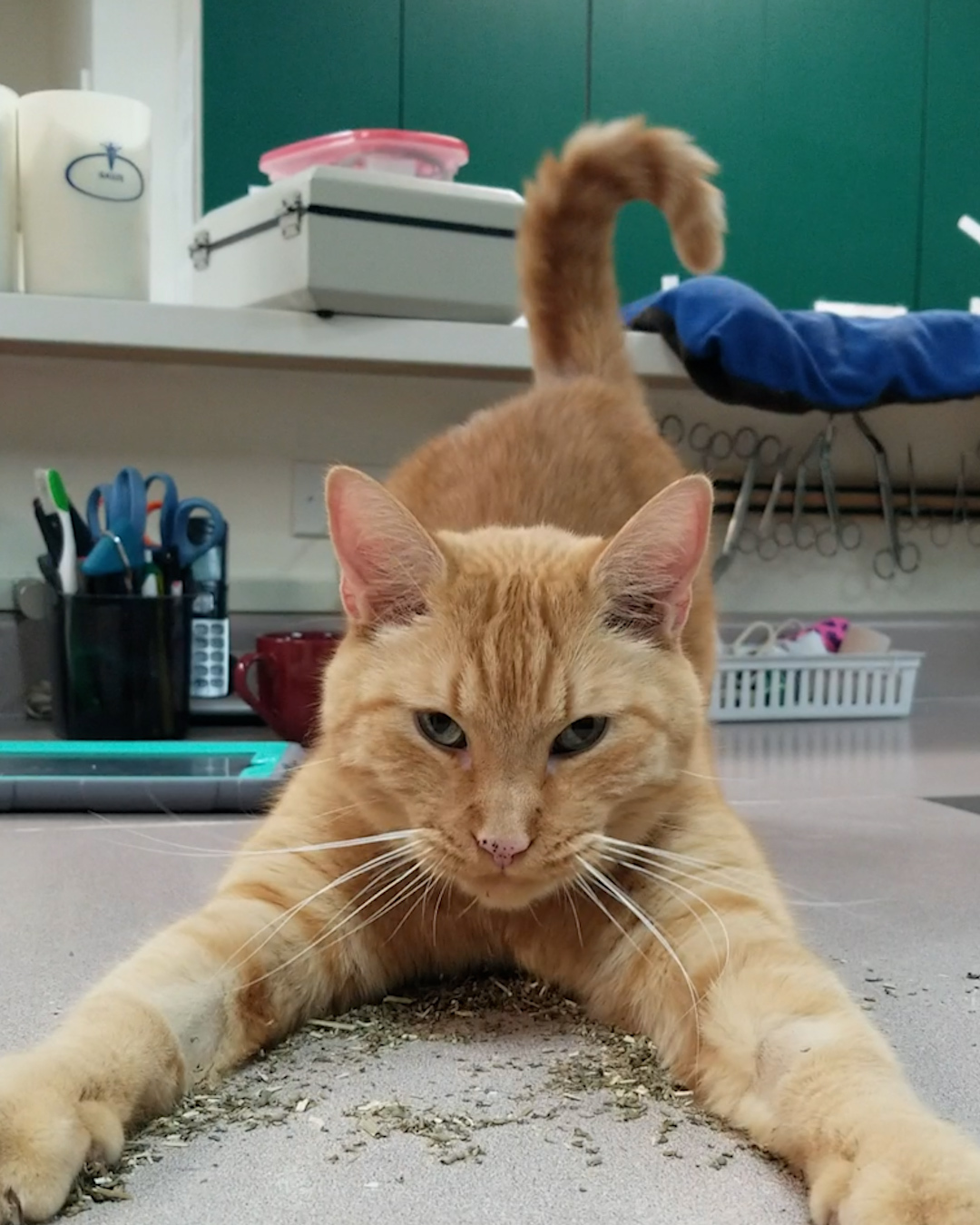 Cat has incredible reaction to catnip