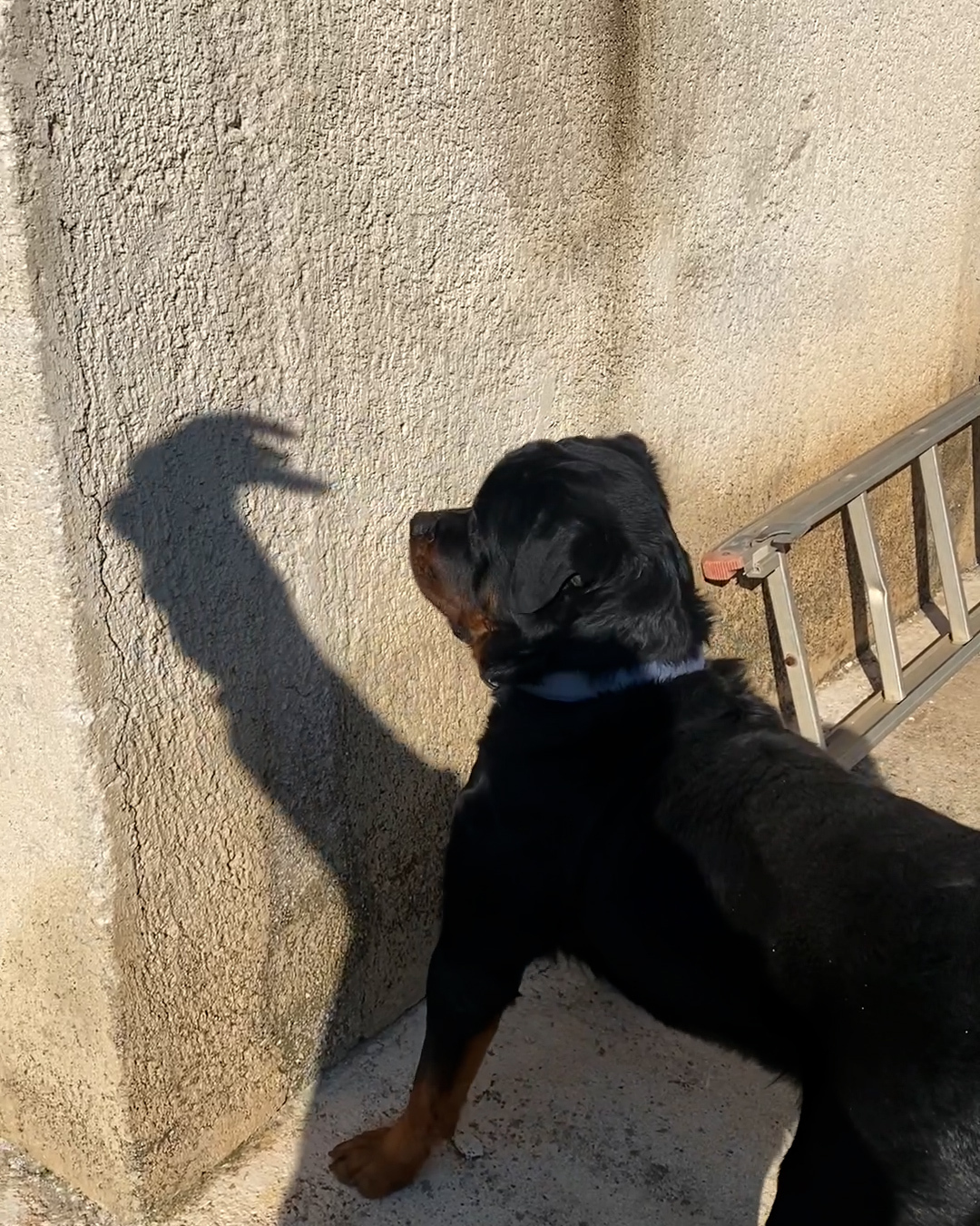 Rottweiler fights shadow