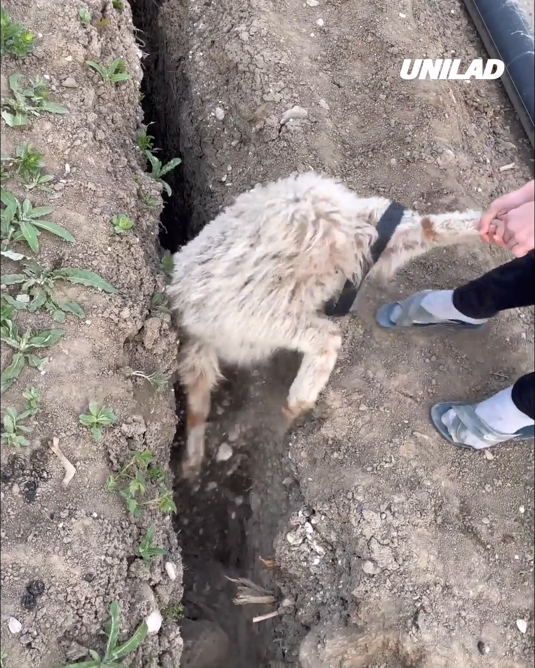 Rescued lamb gets stuck again