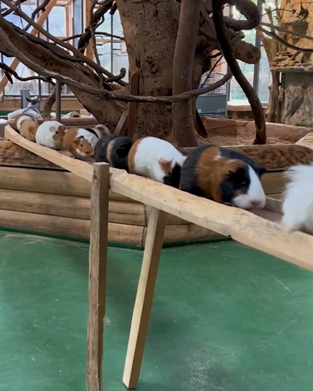 Guinea pigs cross a bridge back to their enclosure