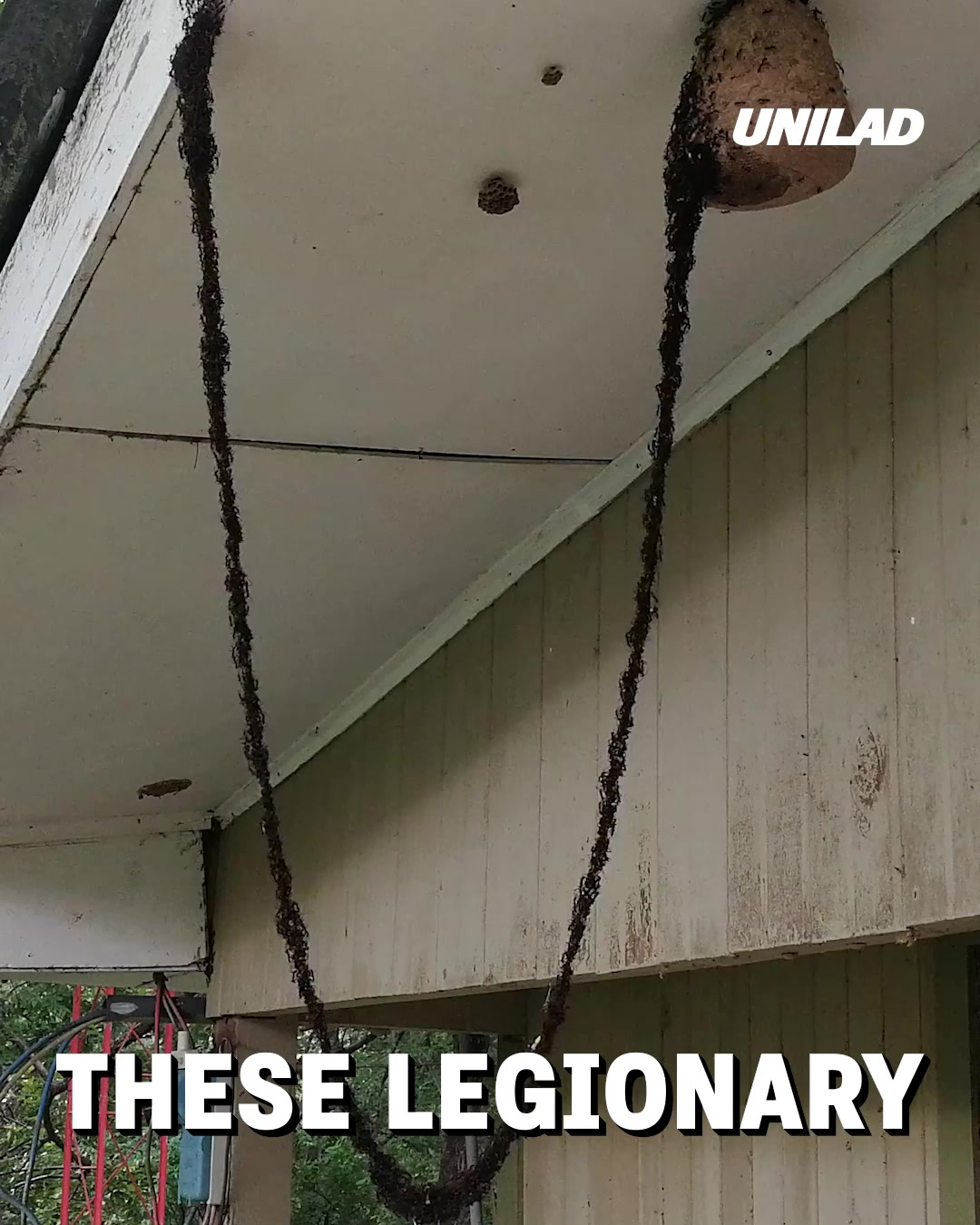 Army of ants build bridge to wasp nest