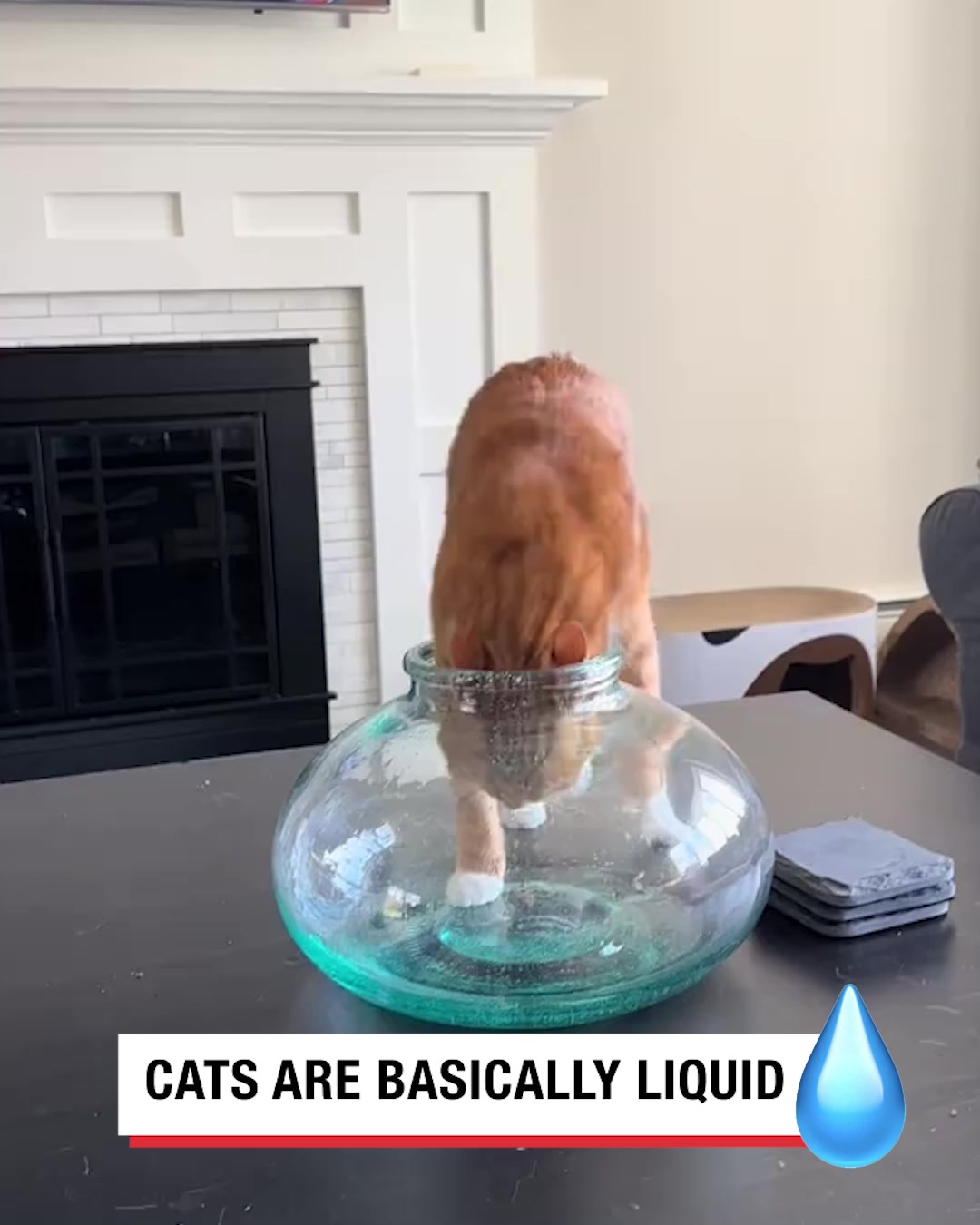 Cats Are Basically Liquid...