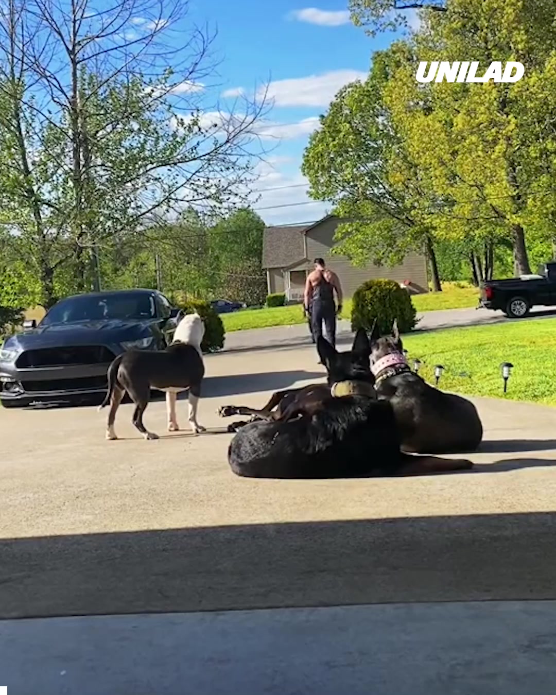 Expertly trained dogs