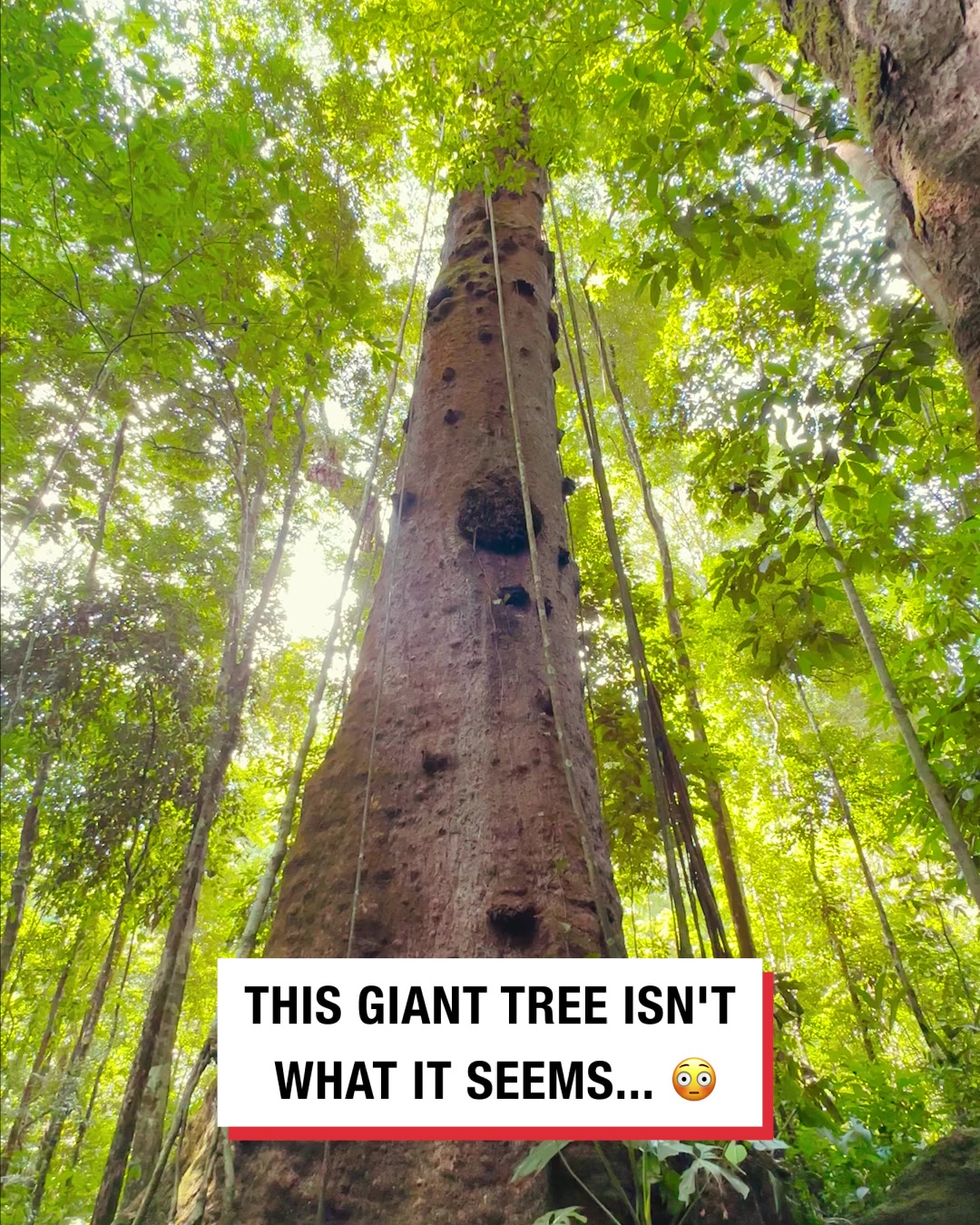 LADbible Video hub - This giant tree isn’t what it seems… 🦇
