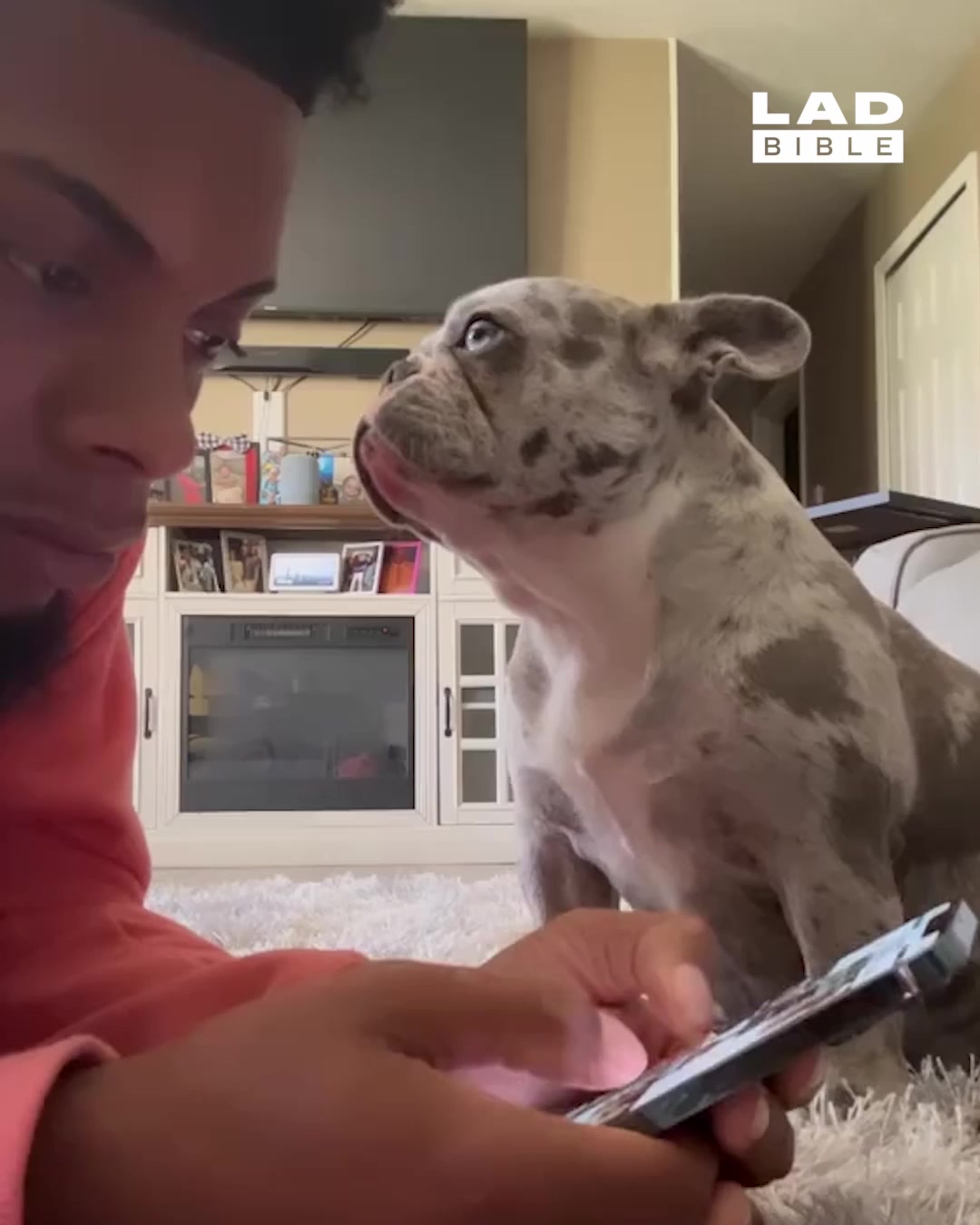 LADbible Video hub - Dog Is Desperate For Attention