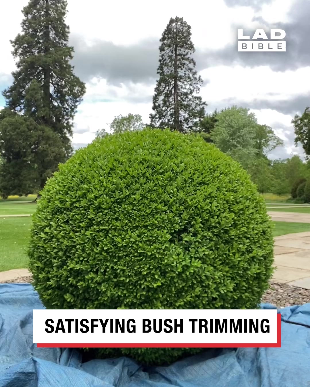 LADbible Video hub - Satisfying bush trimming