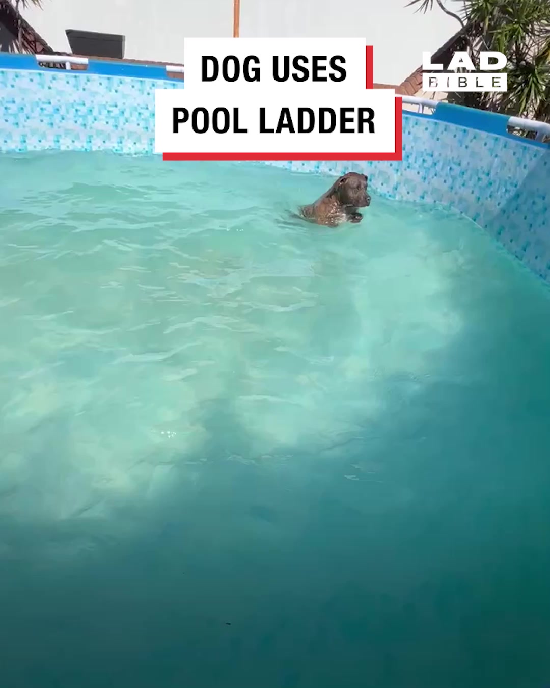 Clever dog uses pool ladder