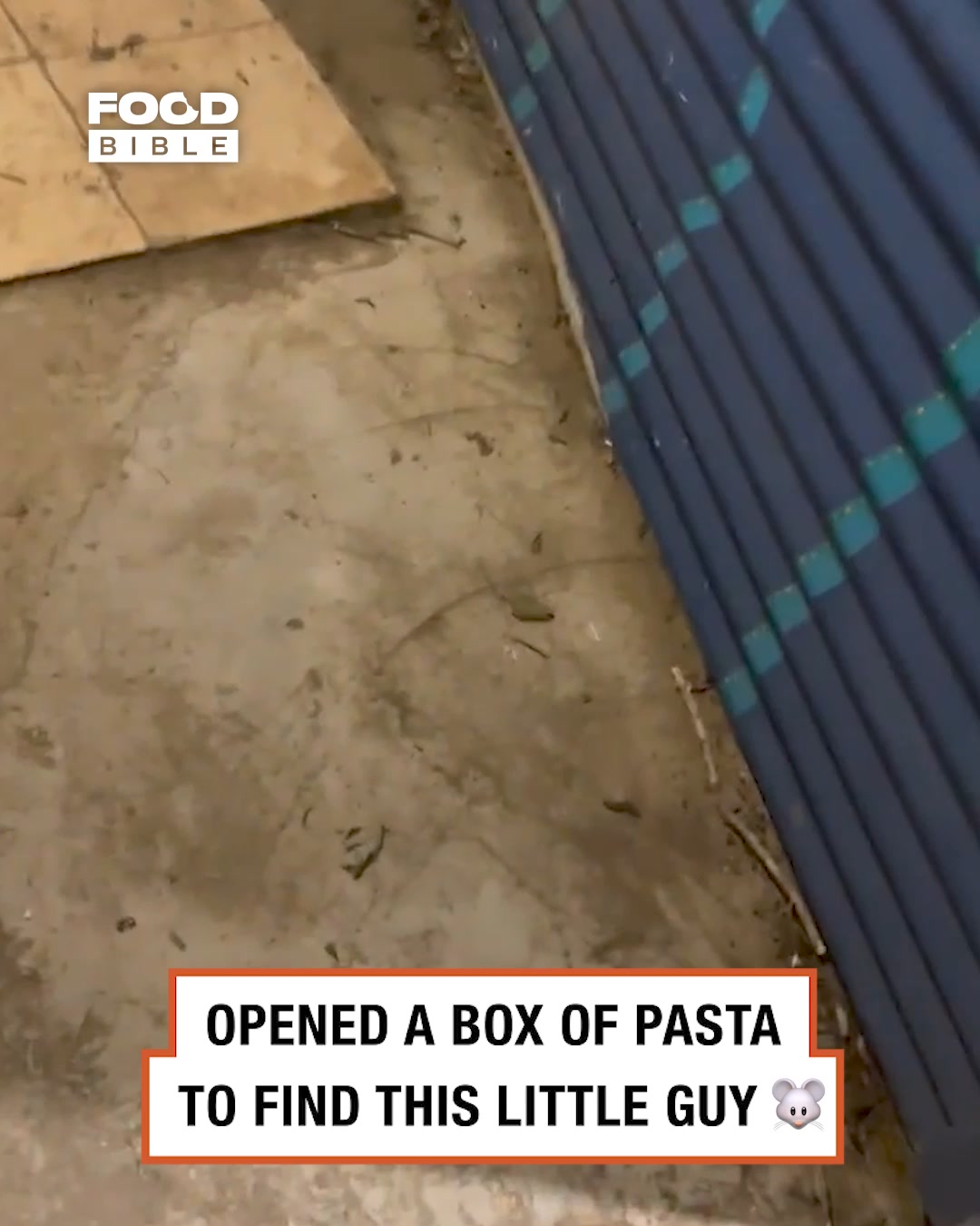Mouse gets caught in pasta