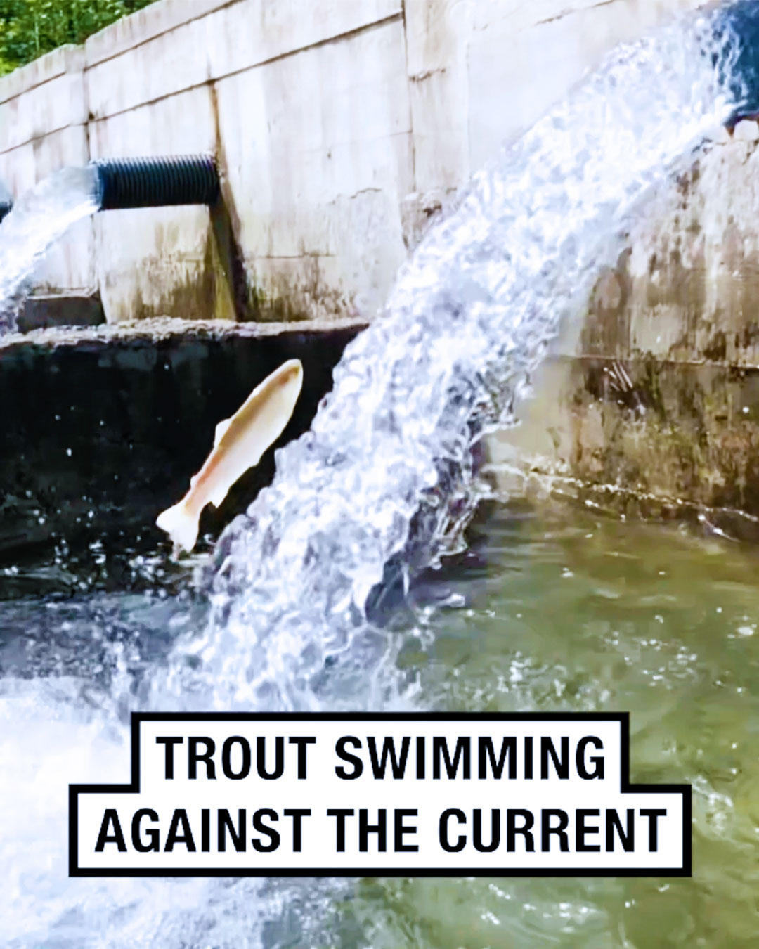 Trout Swims Against Current Through Flowing Water
