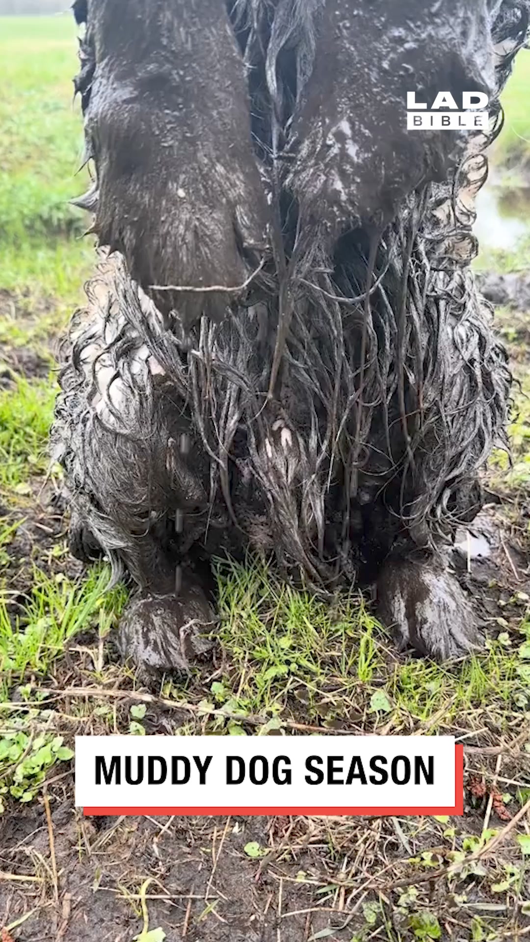 Muddy Dog Season